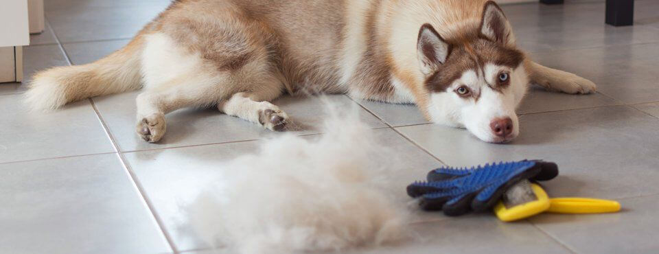 Dog Hair Loss: Causes & Treatments | MyPet