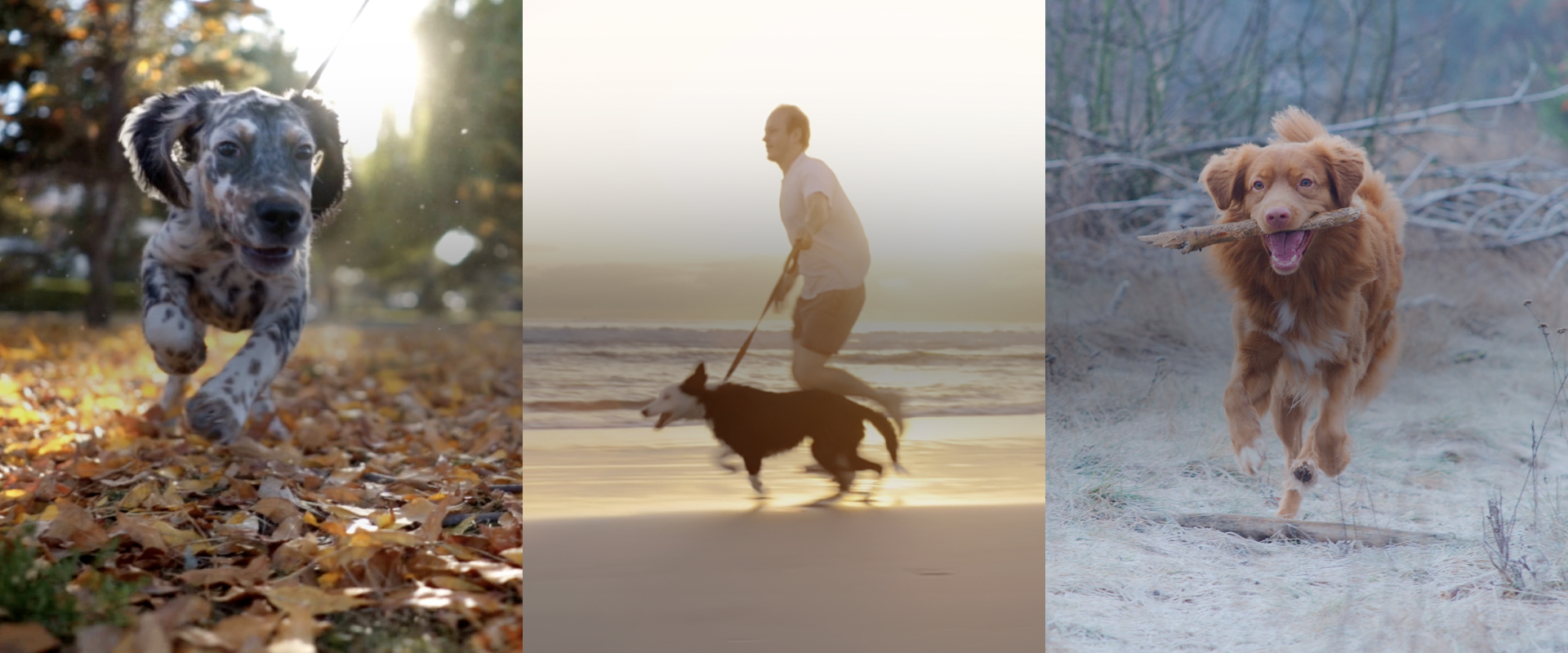 I am protected | MyPet